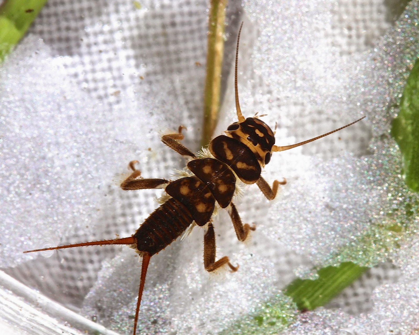Aquatic Insects of Central Virginia: Focus, the "Agnetinas" (Common ...