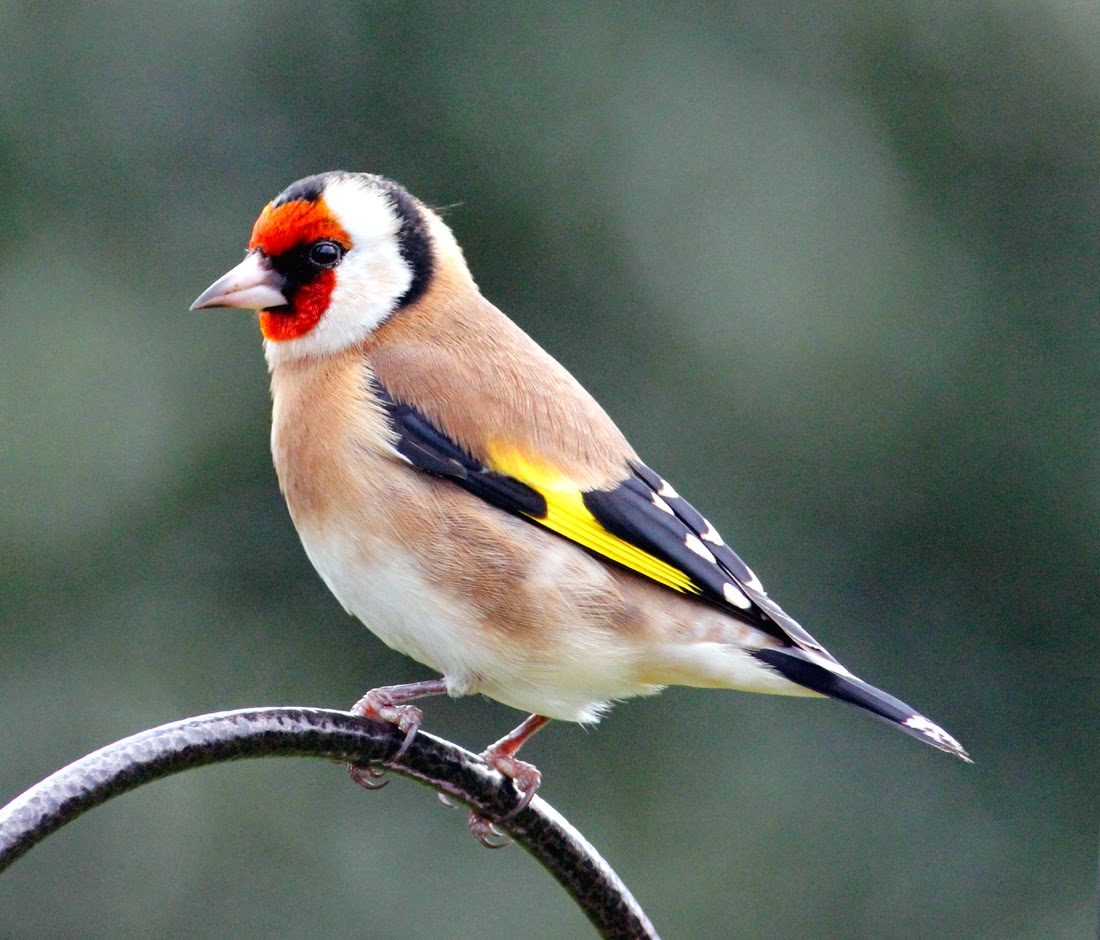 Another Bird Blog: Golden Times