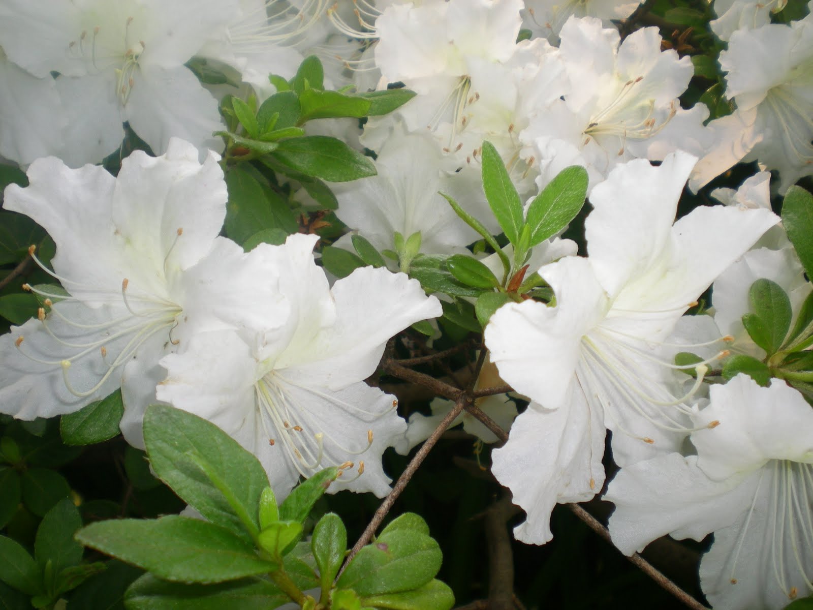Jarvis House: Flowers in Bloom during the Second Week in June 2011 ...