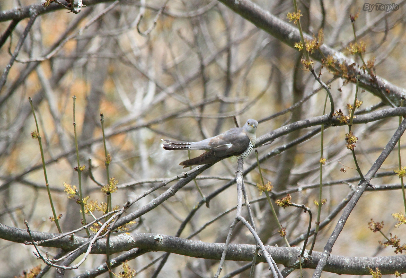 Viajes, Salidas, Naturaleza, (Fotografía).: Cuco (Cuculus Canorus).