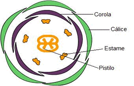 "PIENSO EN VERDE": Diagramas y fórmulas florales