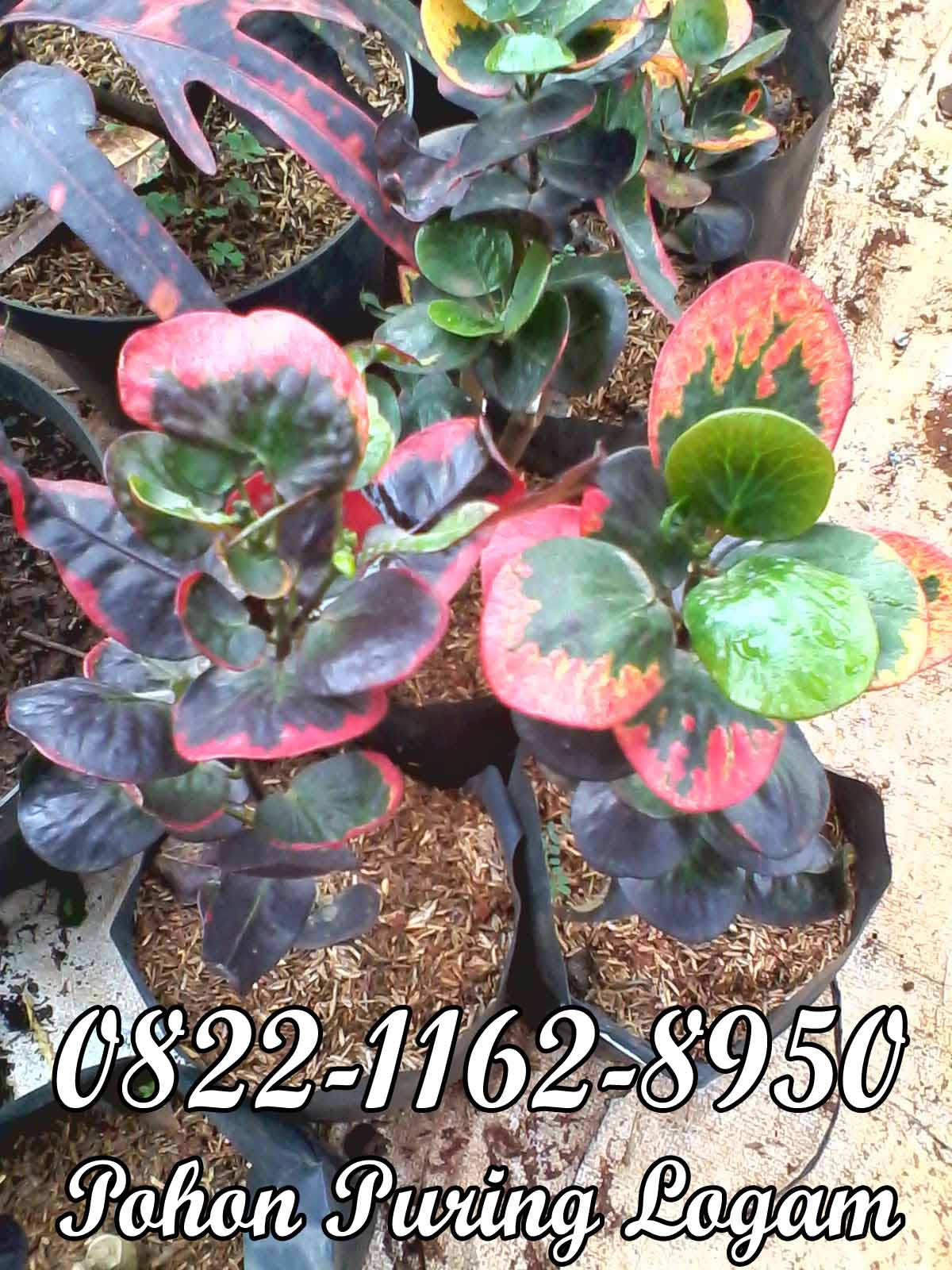 JUAL ANEKA POHON PURING | POHON PURING HIAS | TANAMAN PERDU | TANAMAN ...