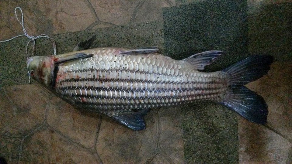 Temoleh Hunter: Hunting "Temoleh"at Wetland Putrajaya... 2015 with KPW ...