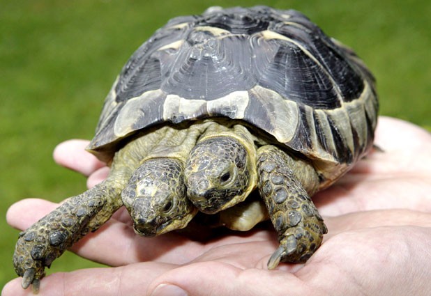 Criadero Kimbi: Mutaciones en Tortugas / Tortugas con Dos Cabezas