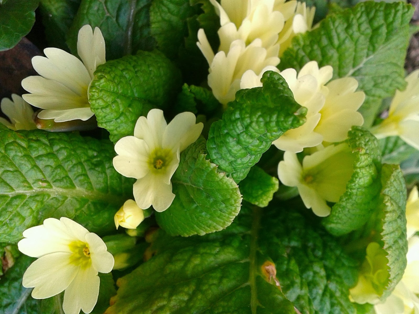 MAREC 2016: Okrasne rastline