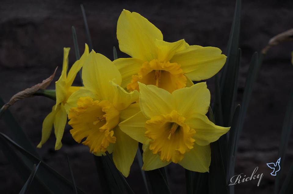 RiCKy: Narciso Bello & Violette von Alpen