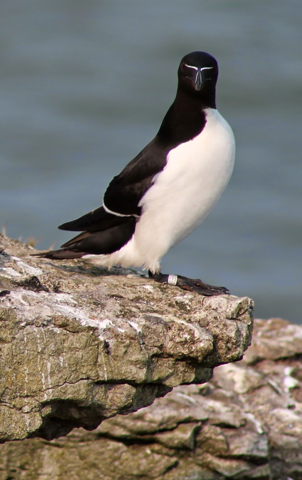 Ros Green - Gingernut Birder: How to make Razorbill colour rings