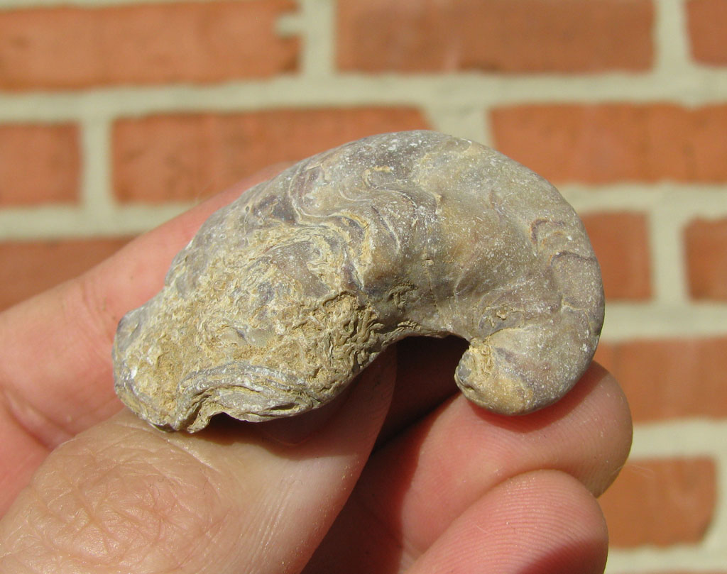 Views of the Mahantango: Texigryphaea corrugata pelecypod from the Duck ...