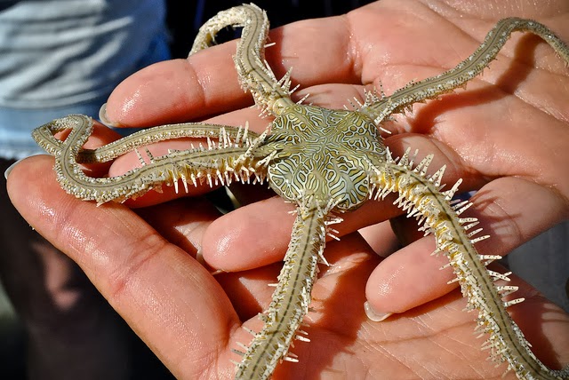 Bintang Ular (Brittle Star) | Pos Hari Ini
