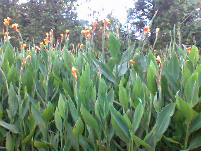 Lidya 'Aarifah: Bunga tasbih