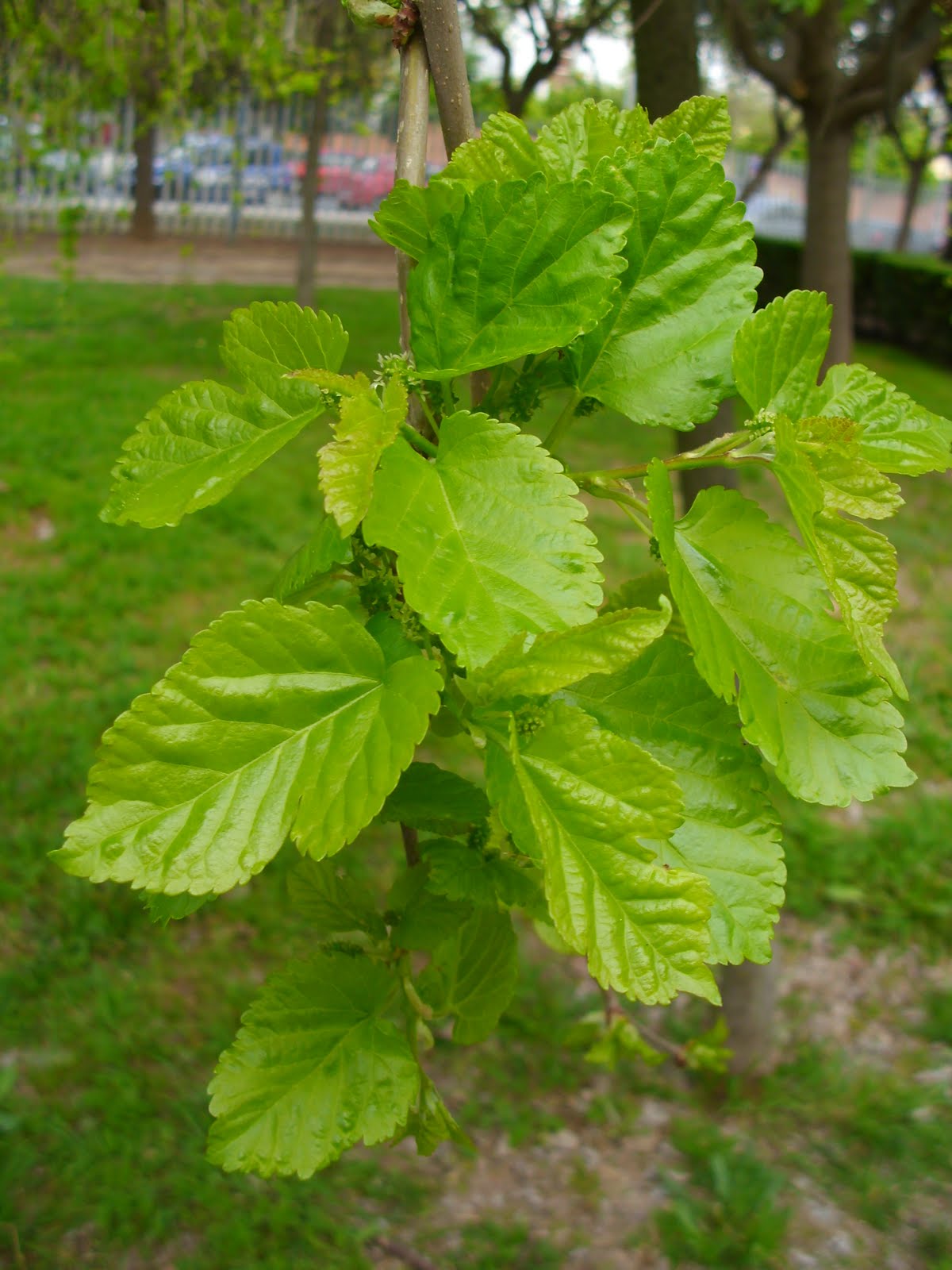 NATURALEZA VERDE DEL LEGOLAS: Morera llorona, Morera péndula. Morus ...