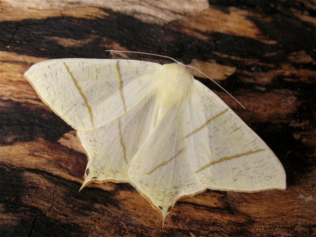 The Natural Stone: This week's moths