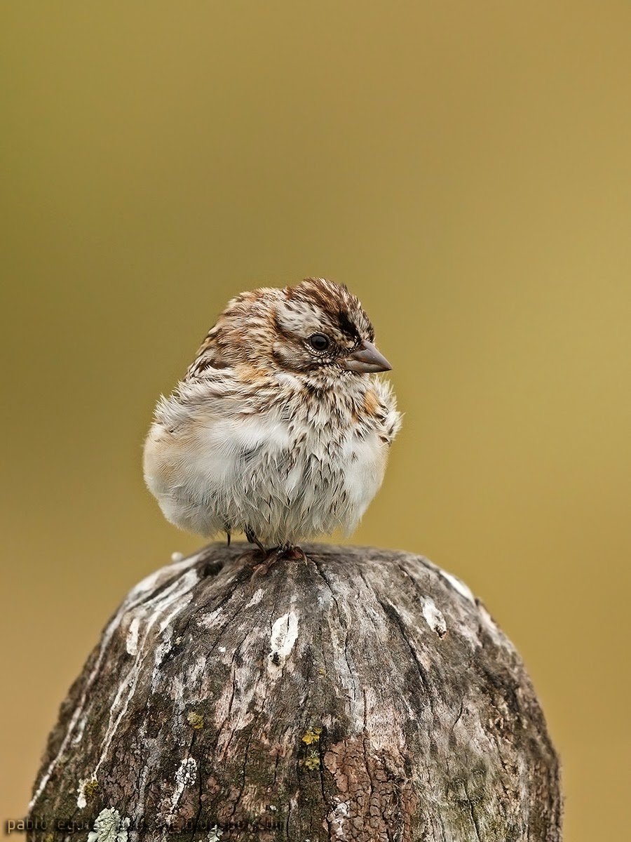 mis fotos de aves: Zonotrichia capensis Chingolo Rufous-collared Sparrow