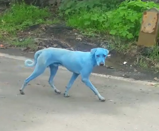 Sciencuriosities: ¿Más raro que un perro... azul?