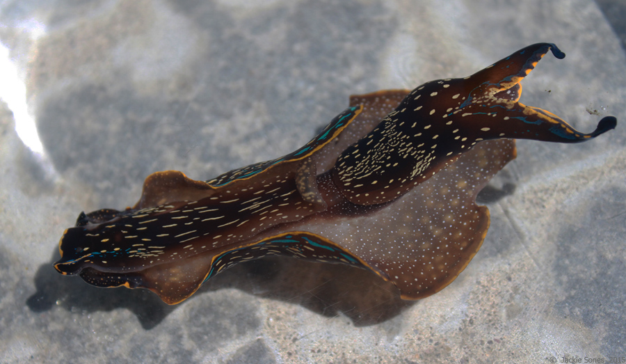 The Natural History of Bodega Head: Inhaling bubbles