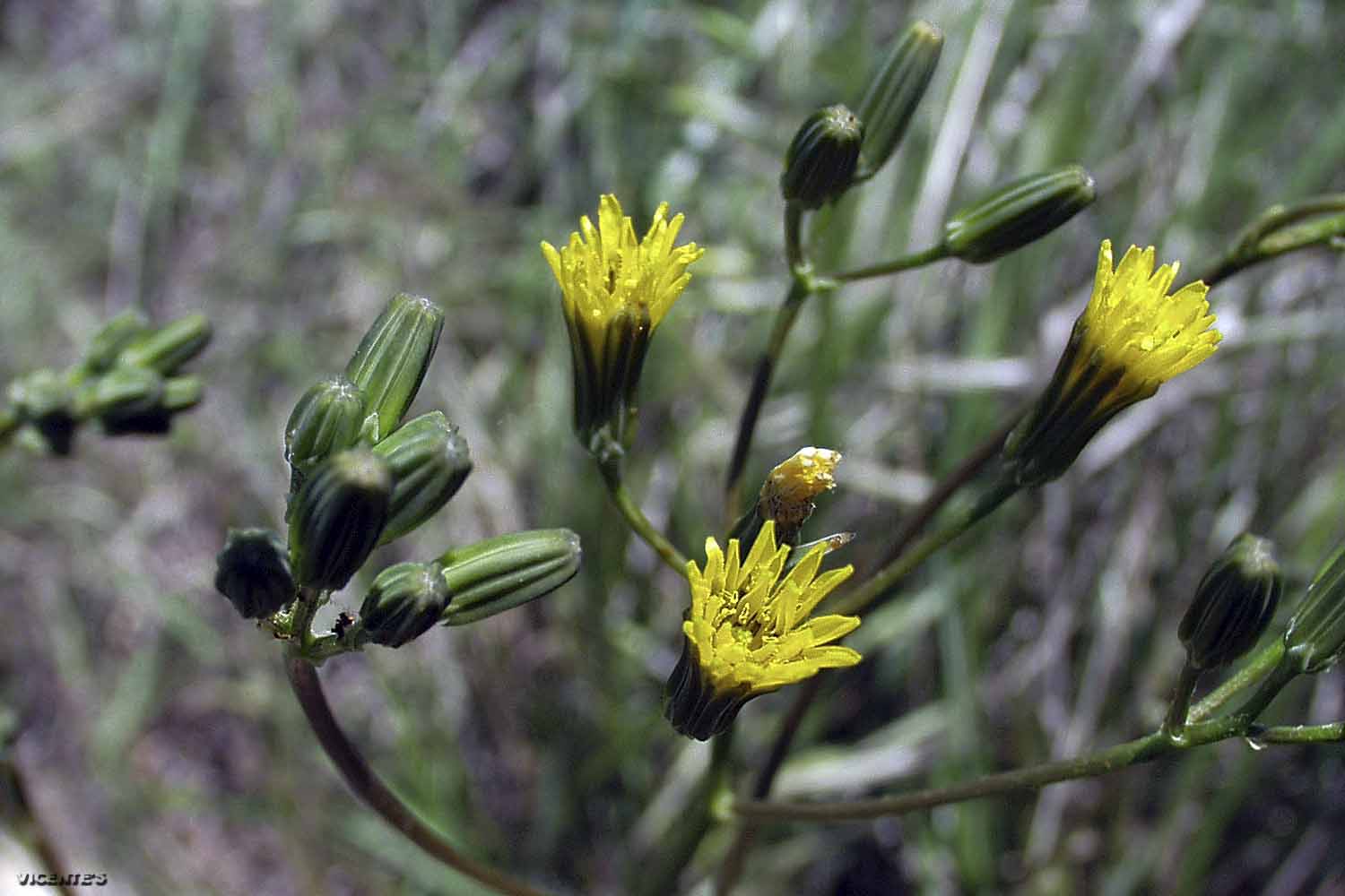 Las flores silvestres de Hormaza: Crepis pulchra