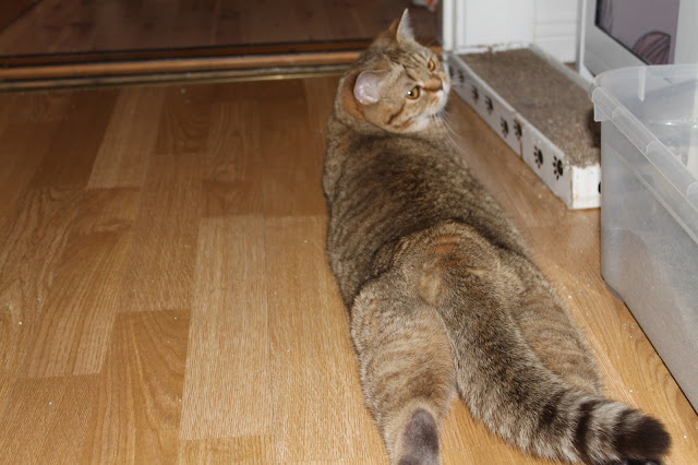 LizPaws: Platt katt och min nya klänning