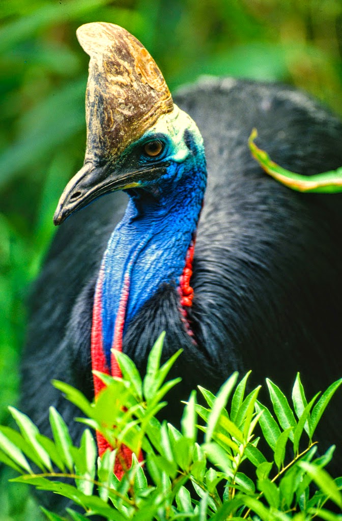 CASSOWARY photos - wallpapers (ανανεωμένο) | the fun bank