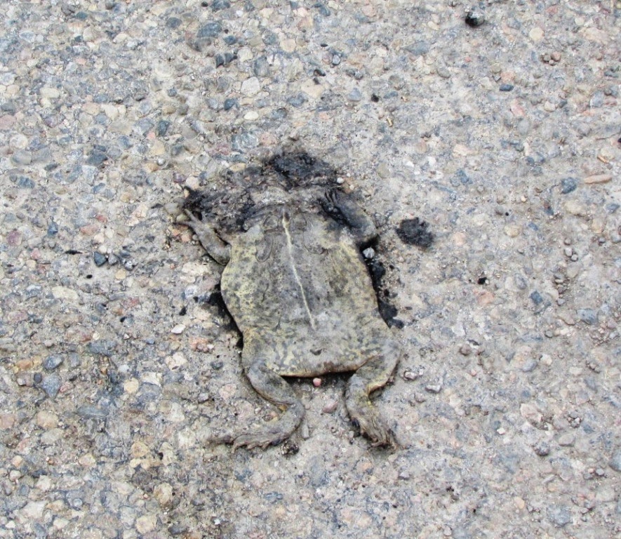 Me and My Dog ...and My RV: Taking a little walk