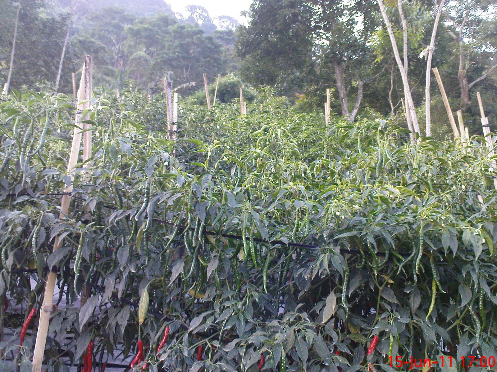 GAMBAR SUKSES BERCOCOK TANAMAN CABE | Tips Petani