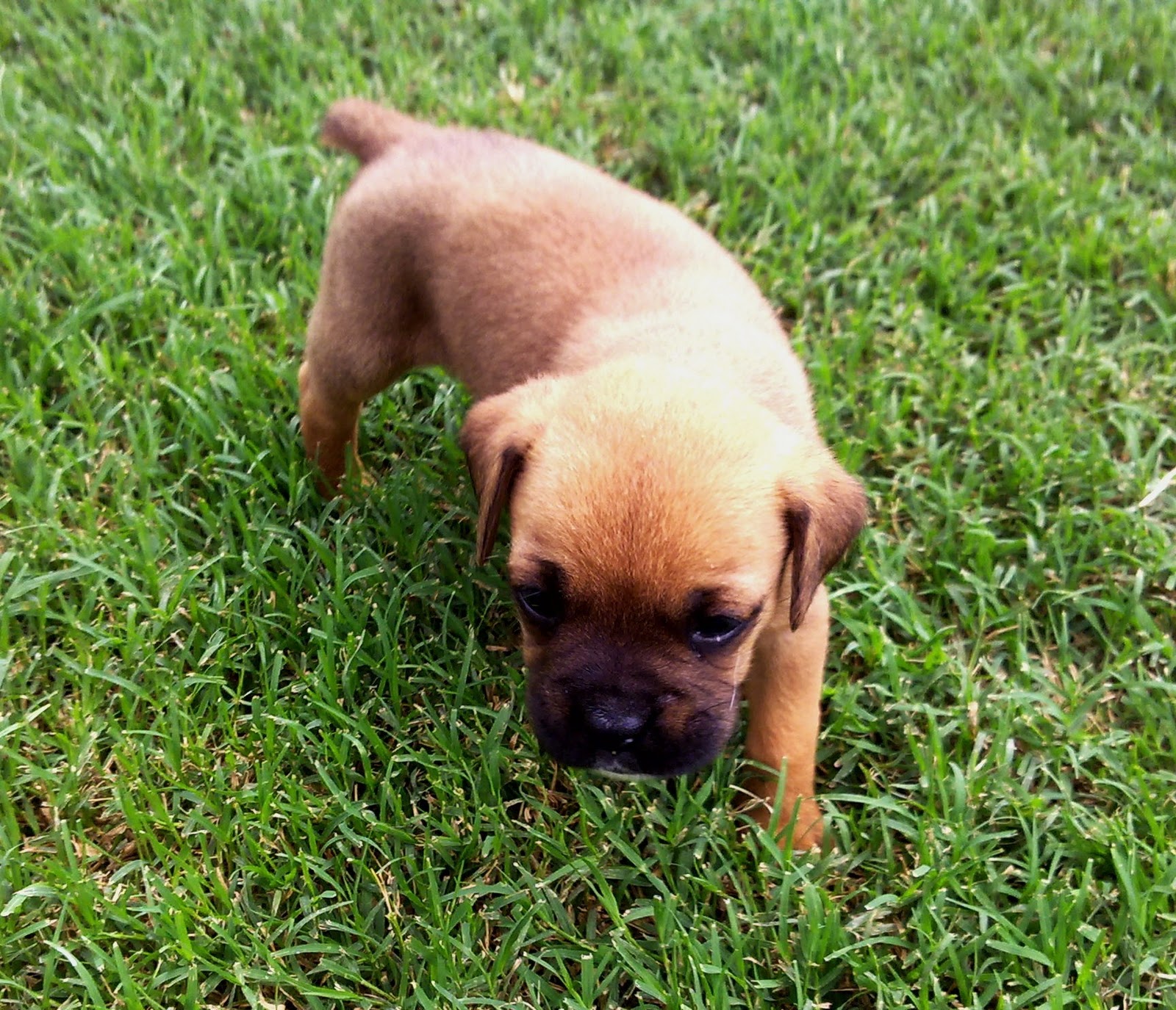 Boxer Argentino: Boxer Argentino ! Cachorro Bayo