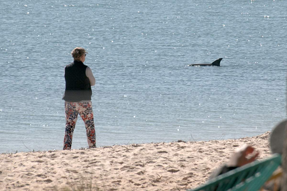 Bushranger: Shark Bay coastlines