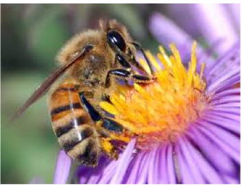 educarte.educarse: Unidad 5: "CÓMO COMPARTIMOS EL PLANETA"