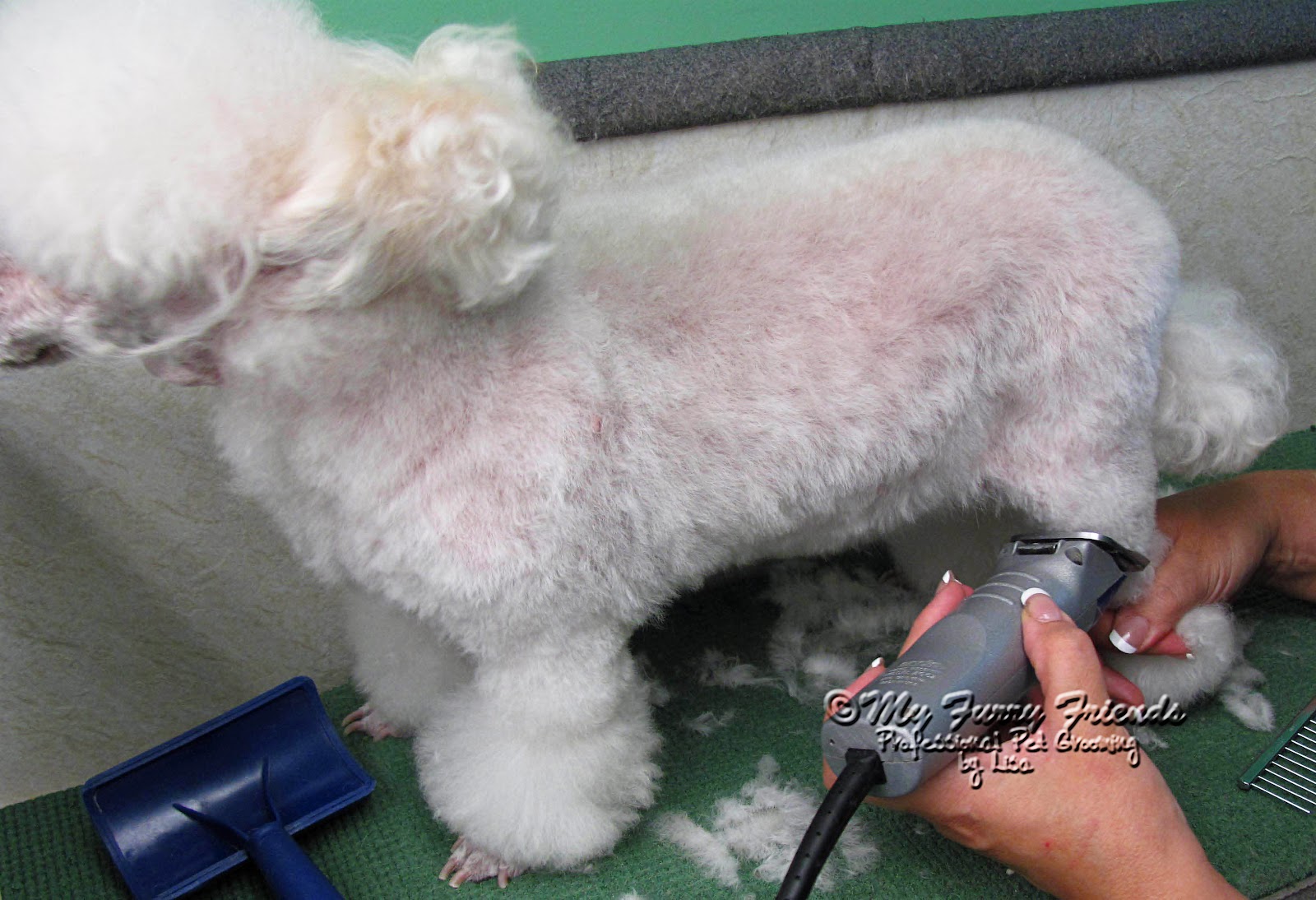 Pet Grooming: The Good, The Bad, & The Furry: Tuesdays Tip..Scissoring ...