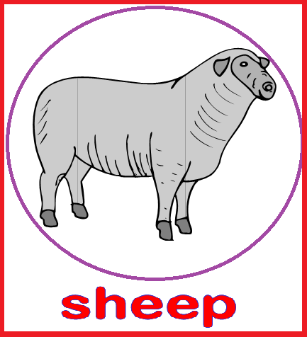 Kindergarten Worksheets: Animal Flashcards - Sheep