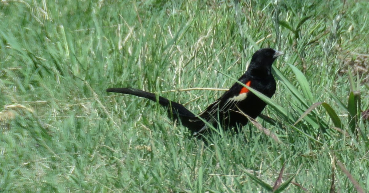 Bird & Travel Photos, Birding Sites, Bird Information: BREEDING MALE ...