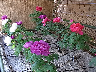 Four Seasons in Japan: Winter peonies