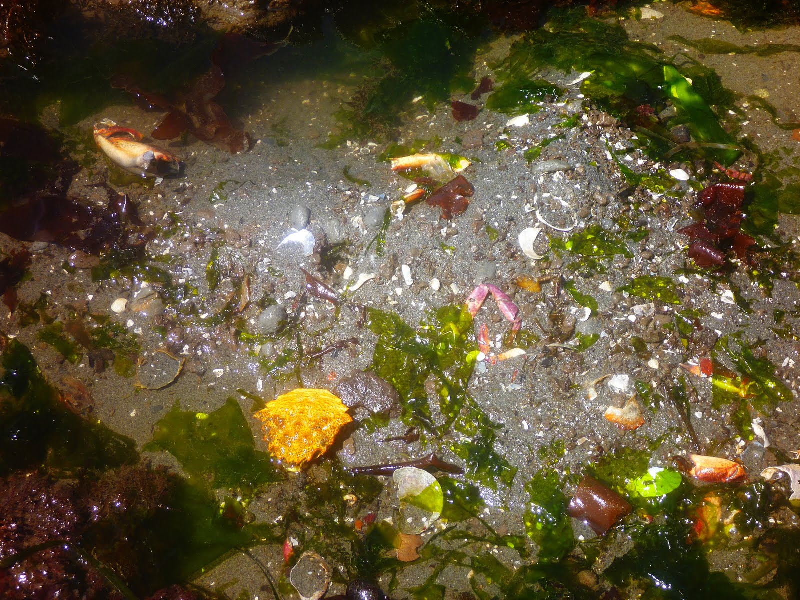 Buzz's Marine Life of Puget Sound: Images from Schmitz Park 5-19-11