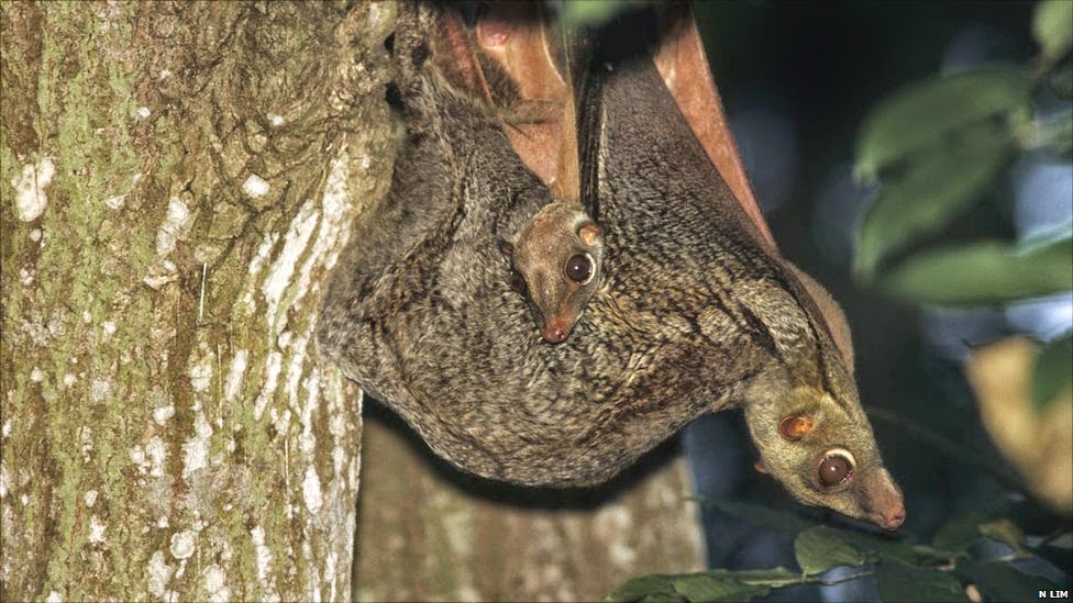 SUNDA COLUGO photos - wallpapers | the fun bank