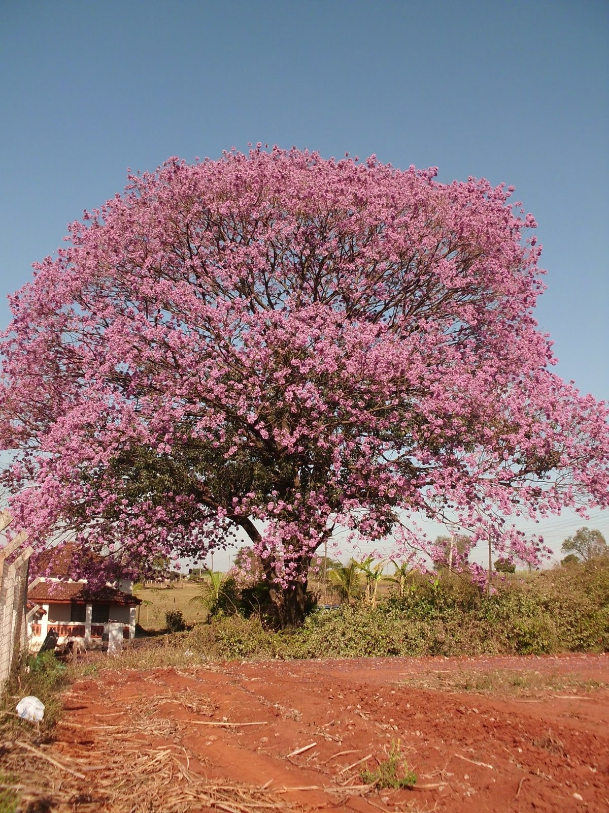 Ipê rosa | Árvores floridas, Lindas paisagens, Arvores lindas