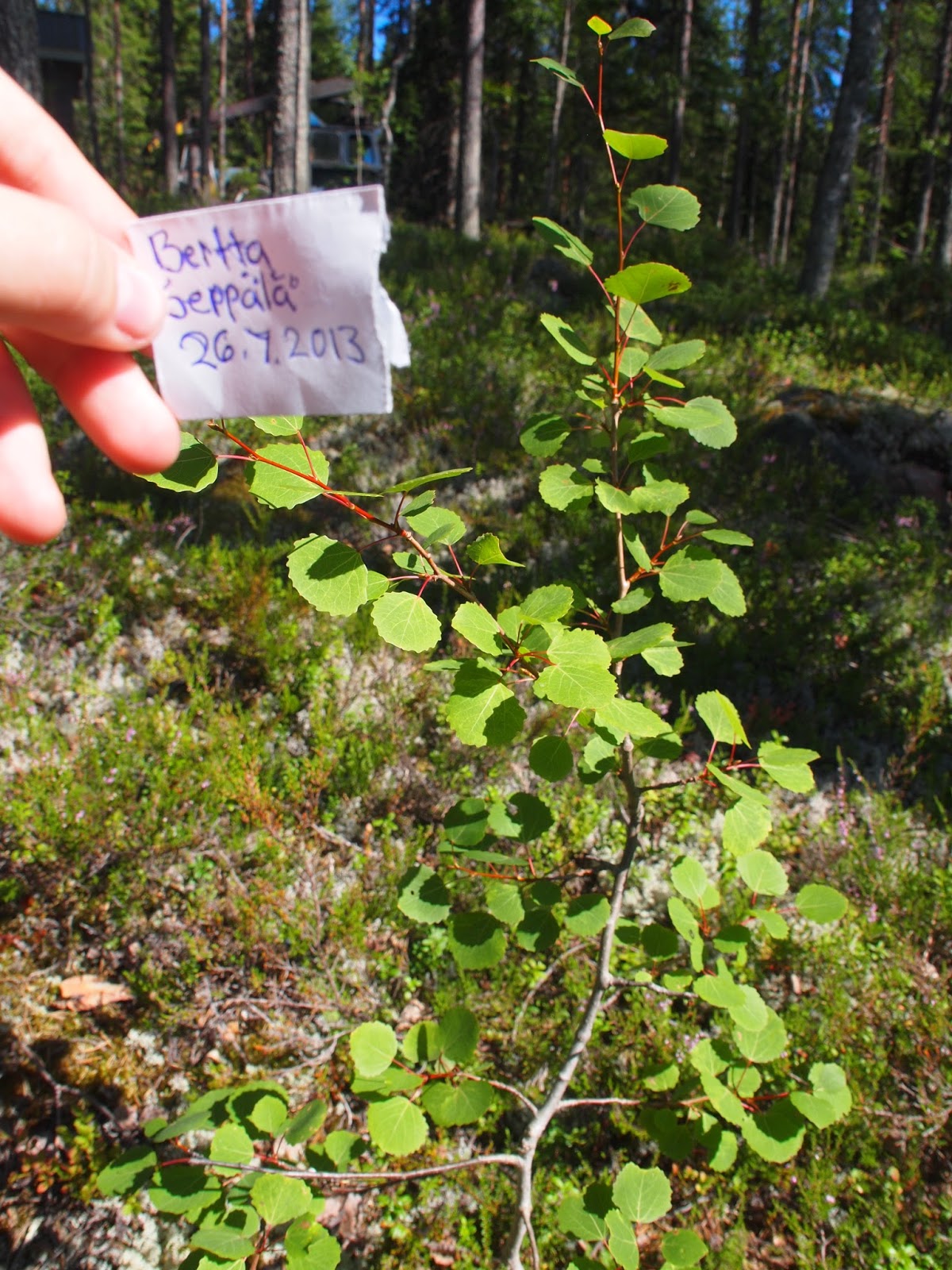 Bertta 9E kasvio: Haapa, Lehmus, Lehtokuusama, Rauduskoivu, Tammi, Vaahtera