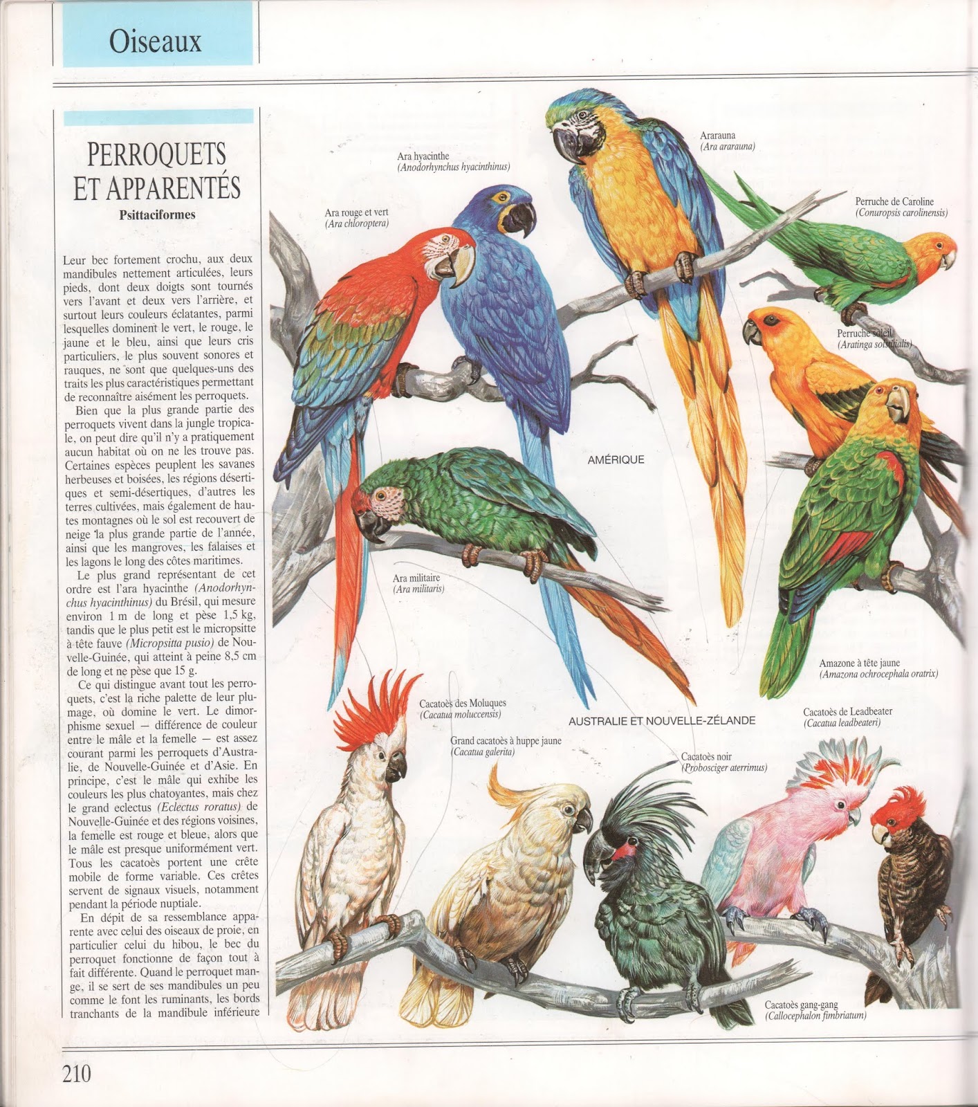 Leçons de choses: Oiseaux (Encyclopédie du monde animal)