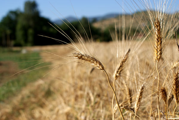 ezioscaramuzzino: Jendu vinendu1: Mimun-Bergoglio-Netanyahu-Boschi