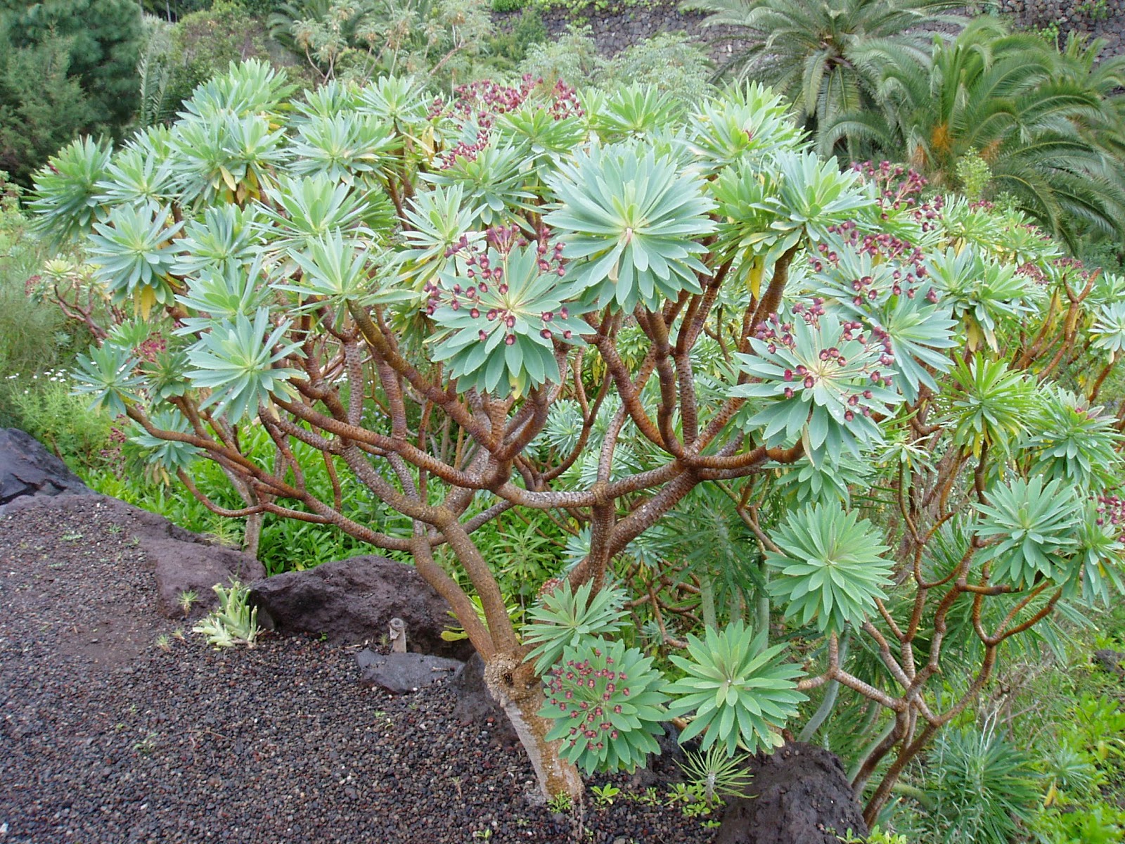 TABAIBA MAJORERA: Euphorbia atropurpurea | Plantas rioMoros