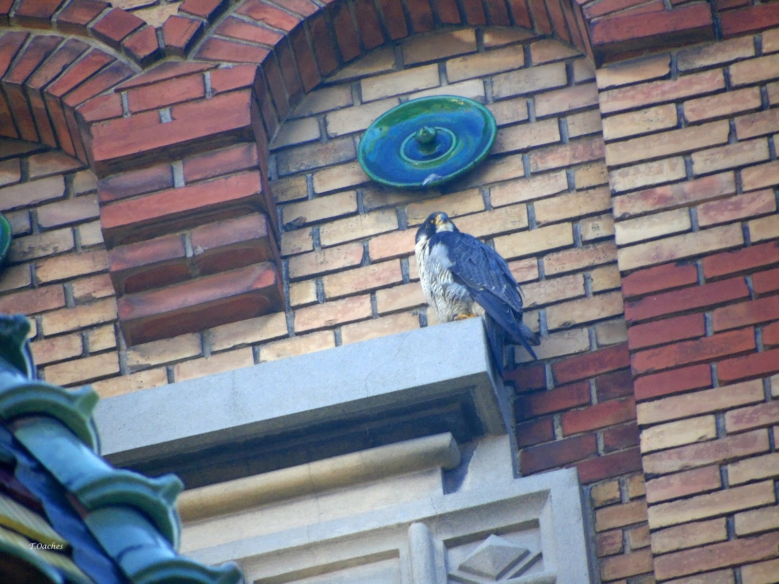 PASARI DIN ROMANIA: SOIM CALATOR, Falco peregrinus