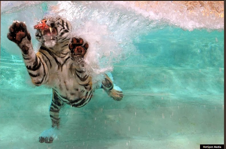 Four legged friends (and enemies): Amazing pictures of 600-pound white ...