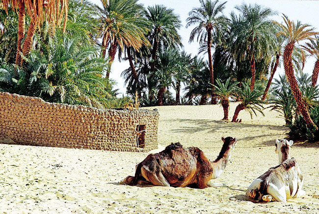 Fascinating Humanity: Niger: Fachi Oasis