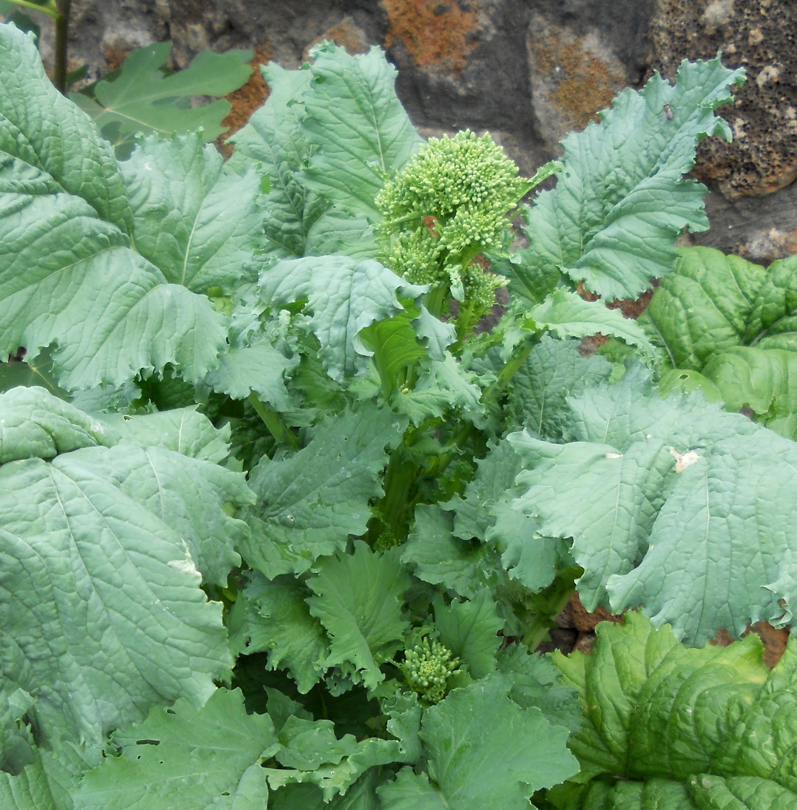 growing broccoli rabe