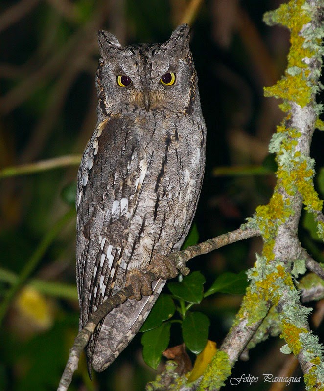 La Rioja Natural: Autillo