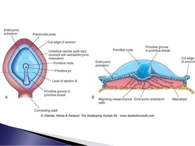 EMBRIOLOGATE: Gastrulación