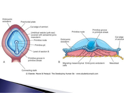 EMBRIOLOGATE: Gastrulación