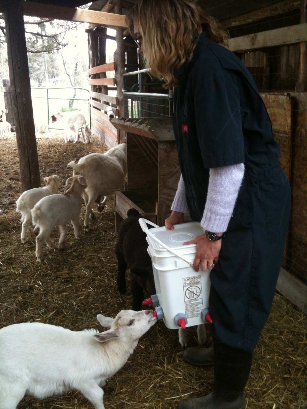 Baby Goats & Lambs :: Nature Study - Eva Varga