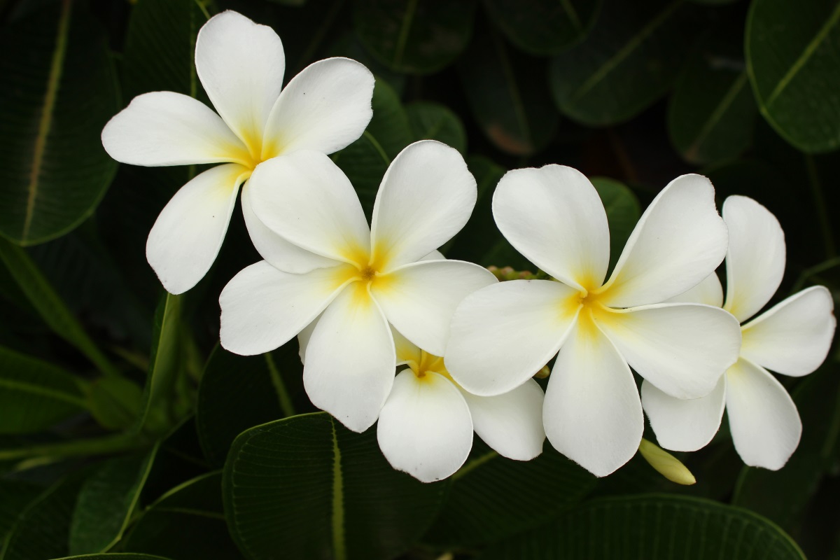 Journeys across Karnataka: Frangipani