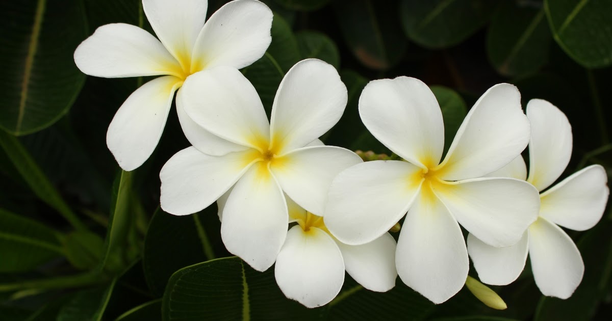 Journeys across Karnataka: Frangipani