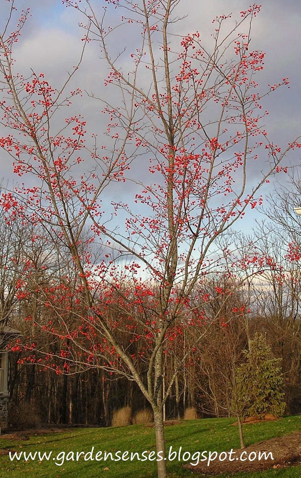 Garden Sense: Fall Fruit