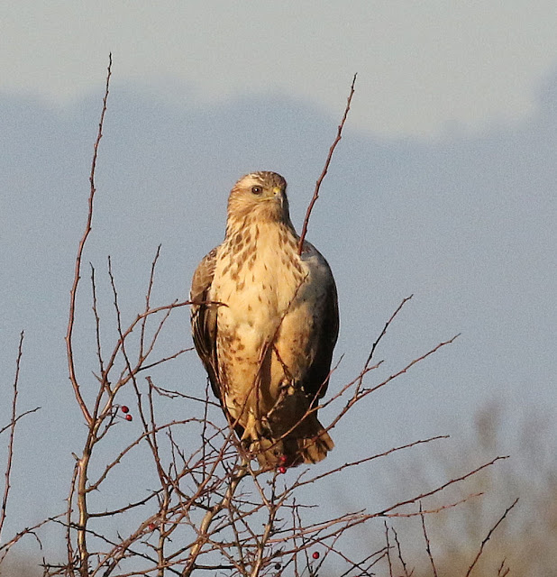 Birding with Flowers: A Load of Old Buzzards